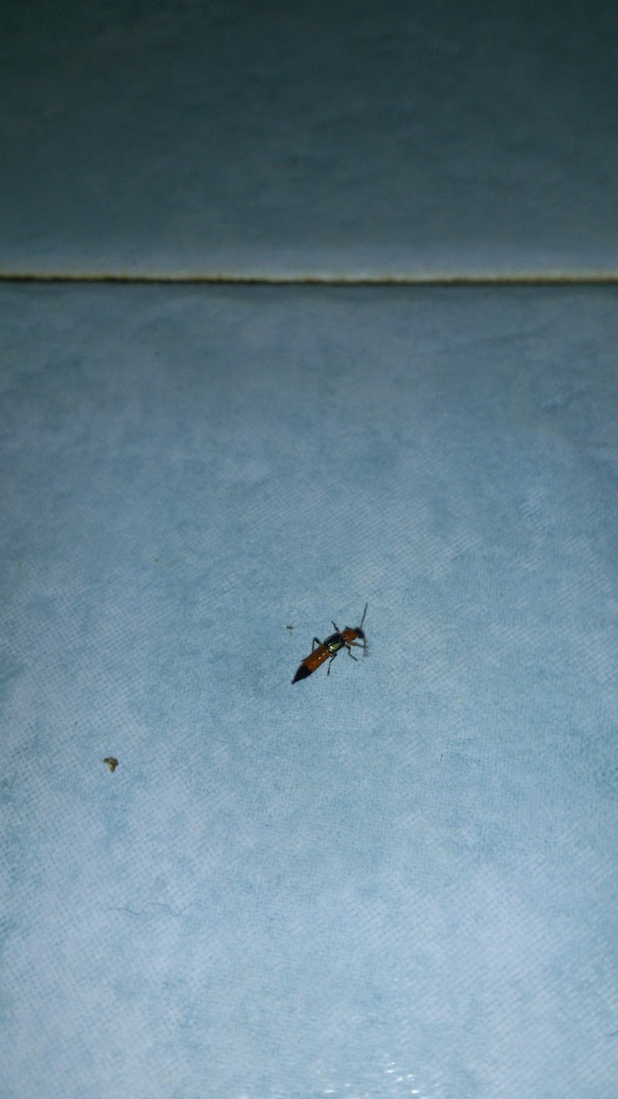 Awareness: “Charlie” atau Penyakit Kulit Kumbang Rove (Paederous ...