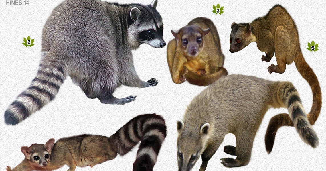 Abe's Animals: Procyonids