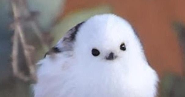 The Glass Character: FAKE BIRD NEWS! The Korean Crow-Tit