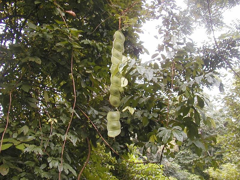 Entada - JungleKey.fr Image #100