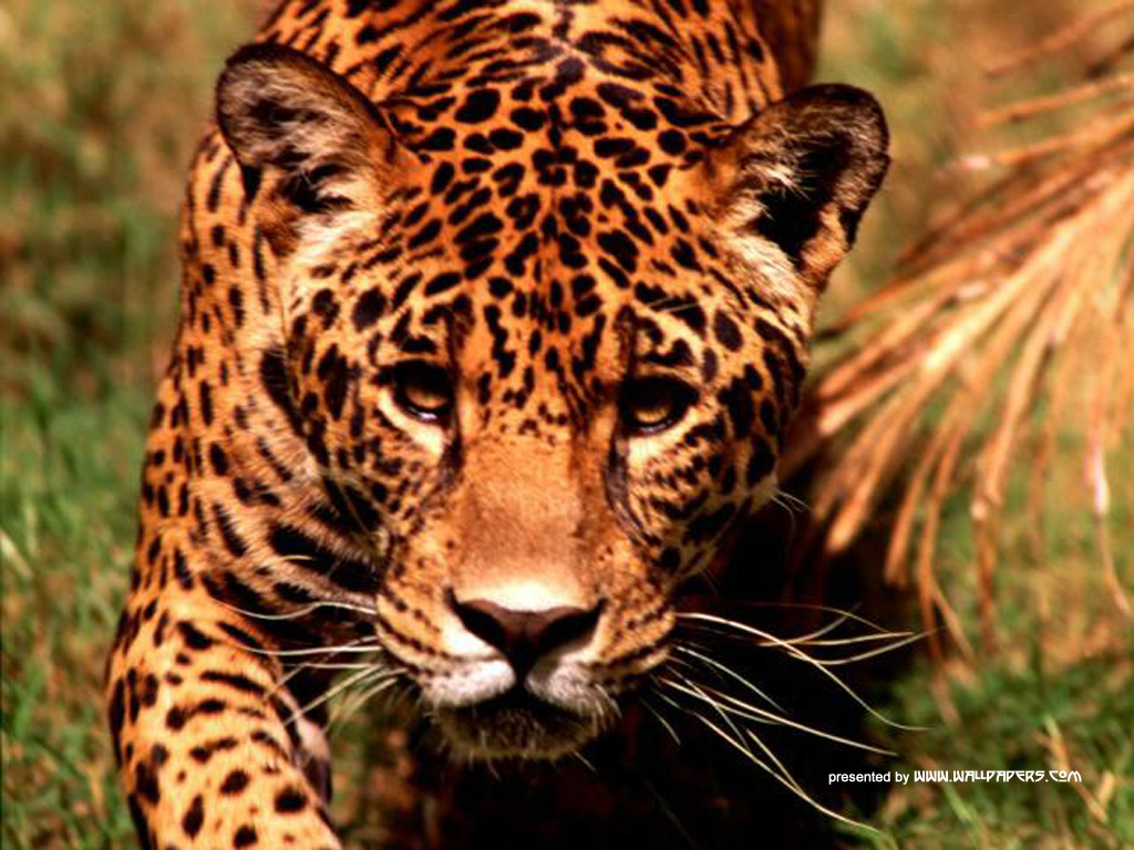 Lucy's Lunch Money: leopard lady