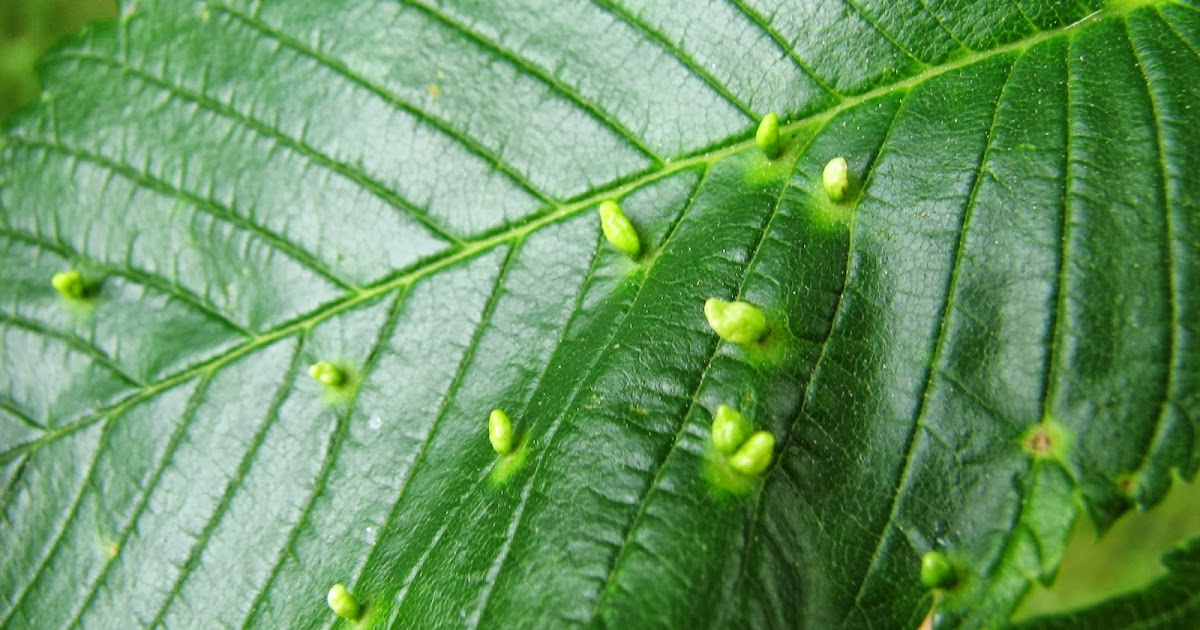 Spuds and Sprouts: Weird Insects - Part 2 - Gall-forming insects