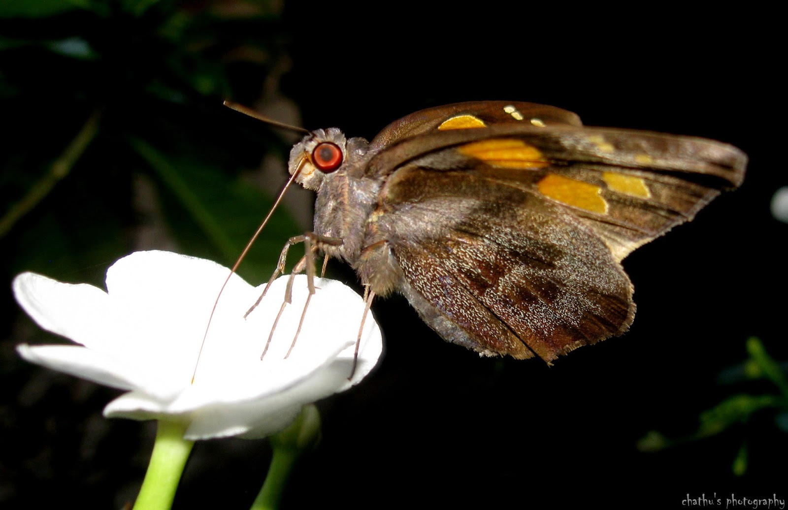 Nature Of Srilanka: Giant Red eye (Gangara thyrsis clothild) - මාර තැසියා