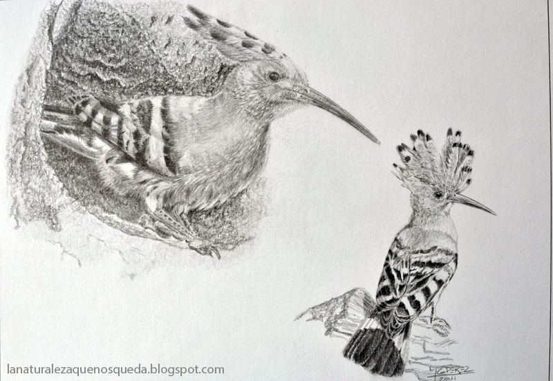 Dibujos pajaros a lapiz - Imagui