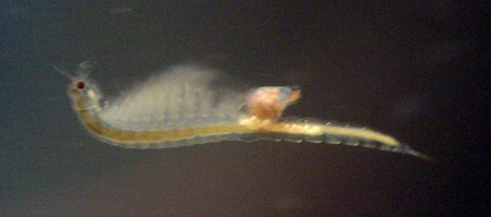 The Yeti Speaks!: Sea Monkeys look nothing like comic books would let on.