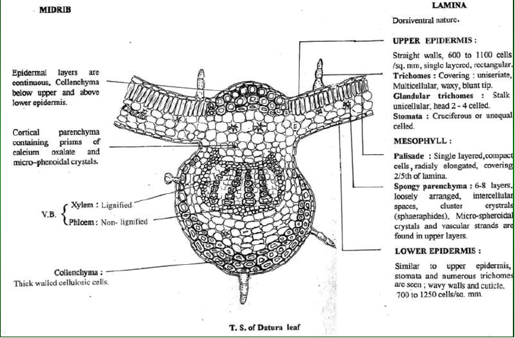 .: T.S & Their Characteristics