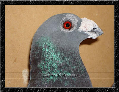 Pigeons for sale: Dragon pigeon