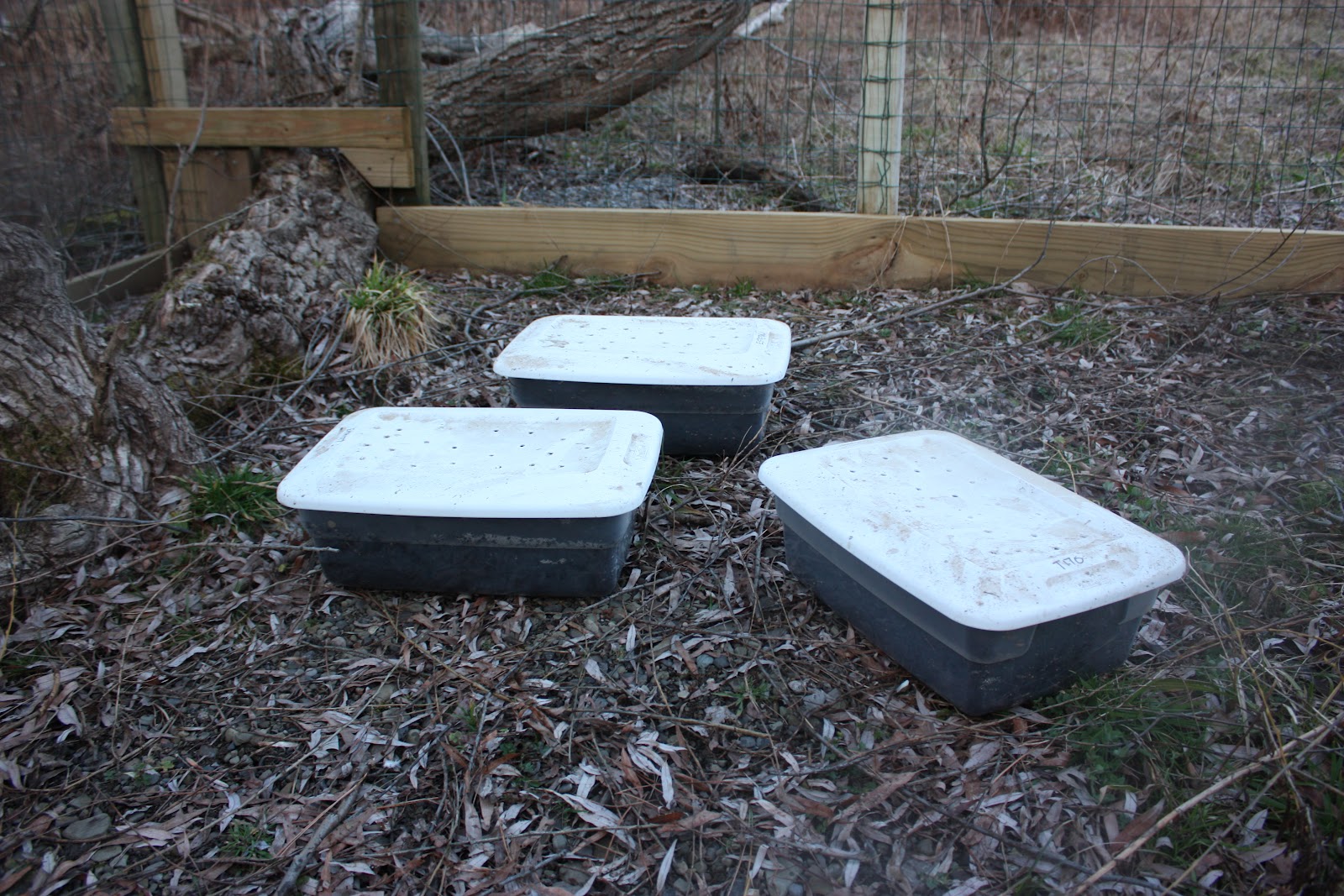 Czar of the Woods Farm: Box Turtles Emerge from Winter Hibernation