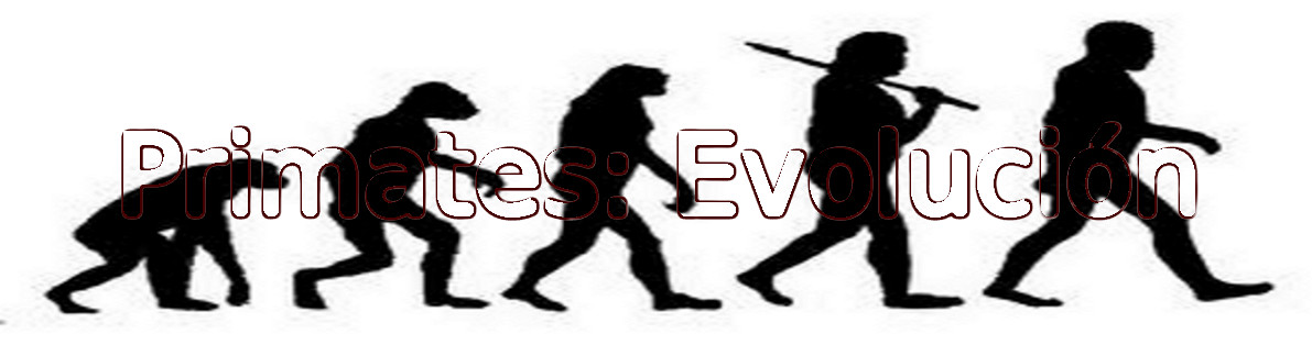 Mundo Animal: Evolucion de los primates