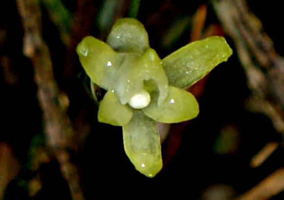 Taeniophyllum filiforme J.J.Sm., 1900