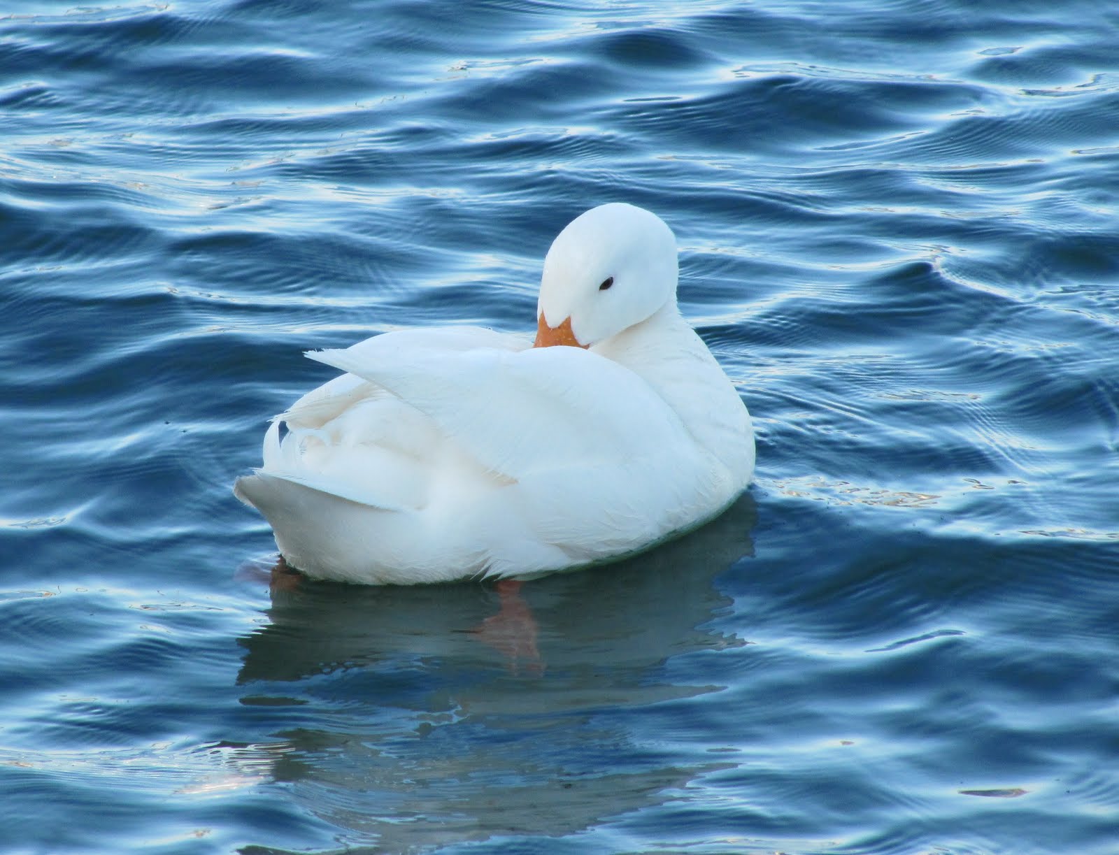 LE MAXIMUM: Belle cane blanche sur lac bleu