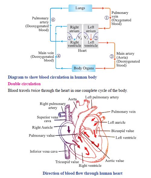 Online Notes on Chapter = 6 ( life processes) Part 2 - | Bioinformatics