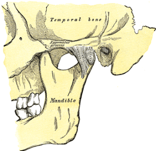 Mecánica Dental: ARTICULACIÓN TEMPOROMANDIBULAR