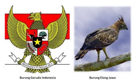 Elang Jawa | Mengenal Aneka Satwa Indonesia...