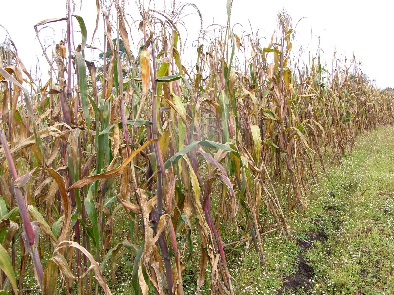 Periodismo y Fotografía Ambiental, Turismo y otros: El maíz mexicano