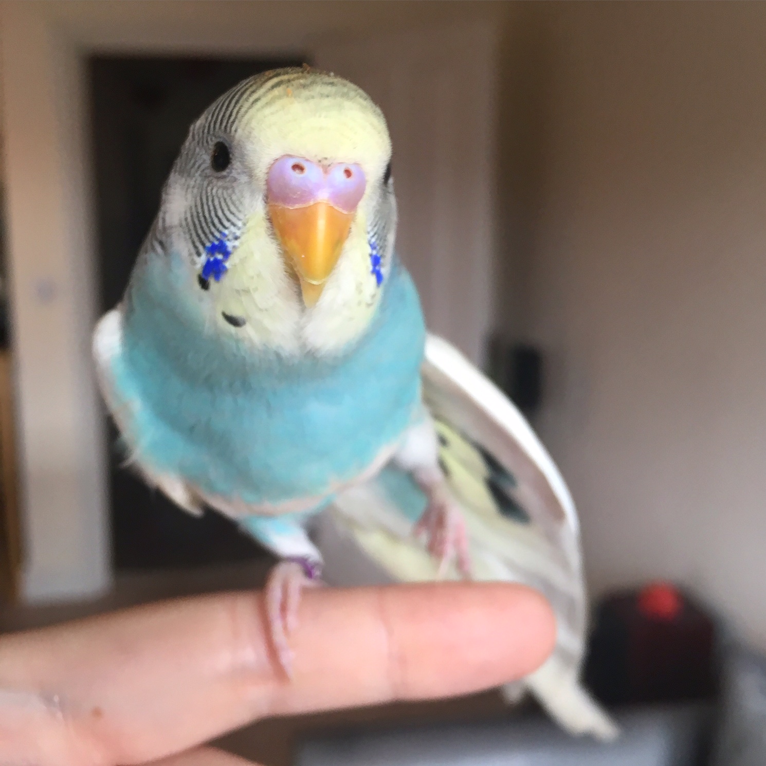 A Little Budgie Told Me: 2. Reggie & Buster