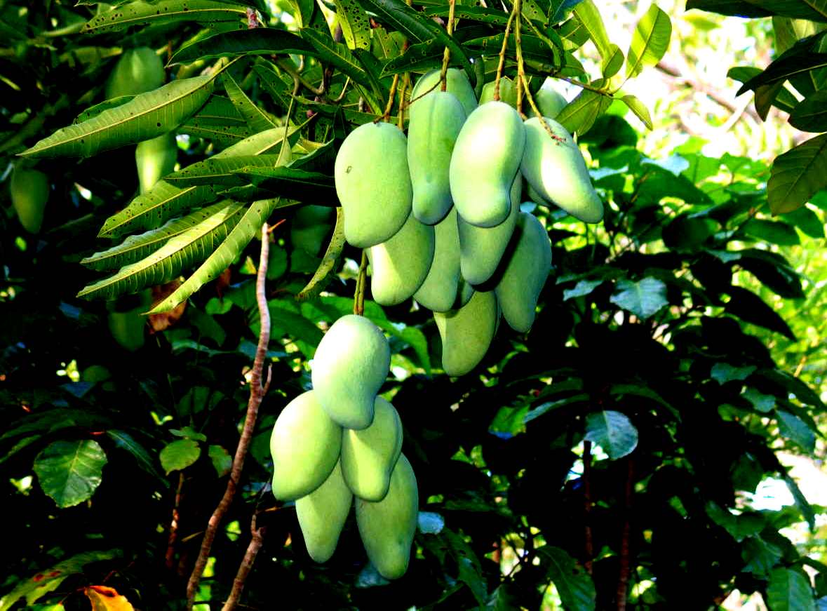 Pulau Sibandang - Pariwisata Sumatera Utara