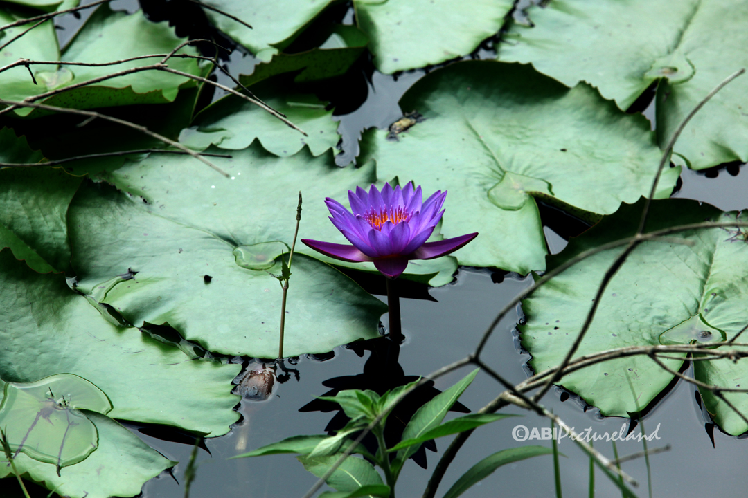 .: Ambal flower( water lily)