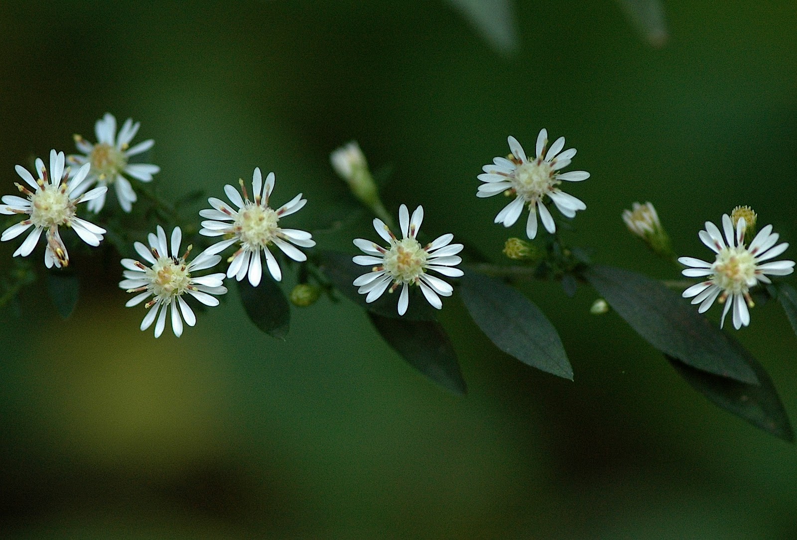 Field Biology in Southeastern Ohio: Some Ohio Asters