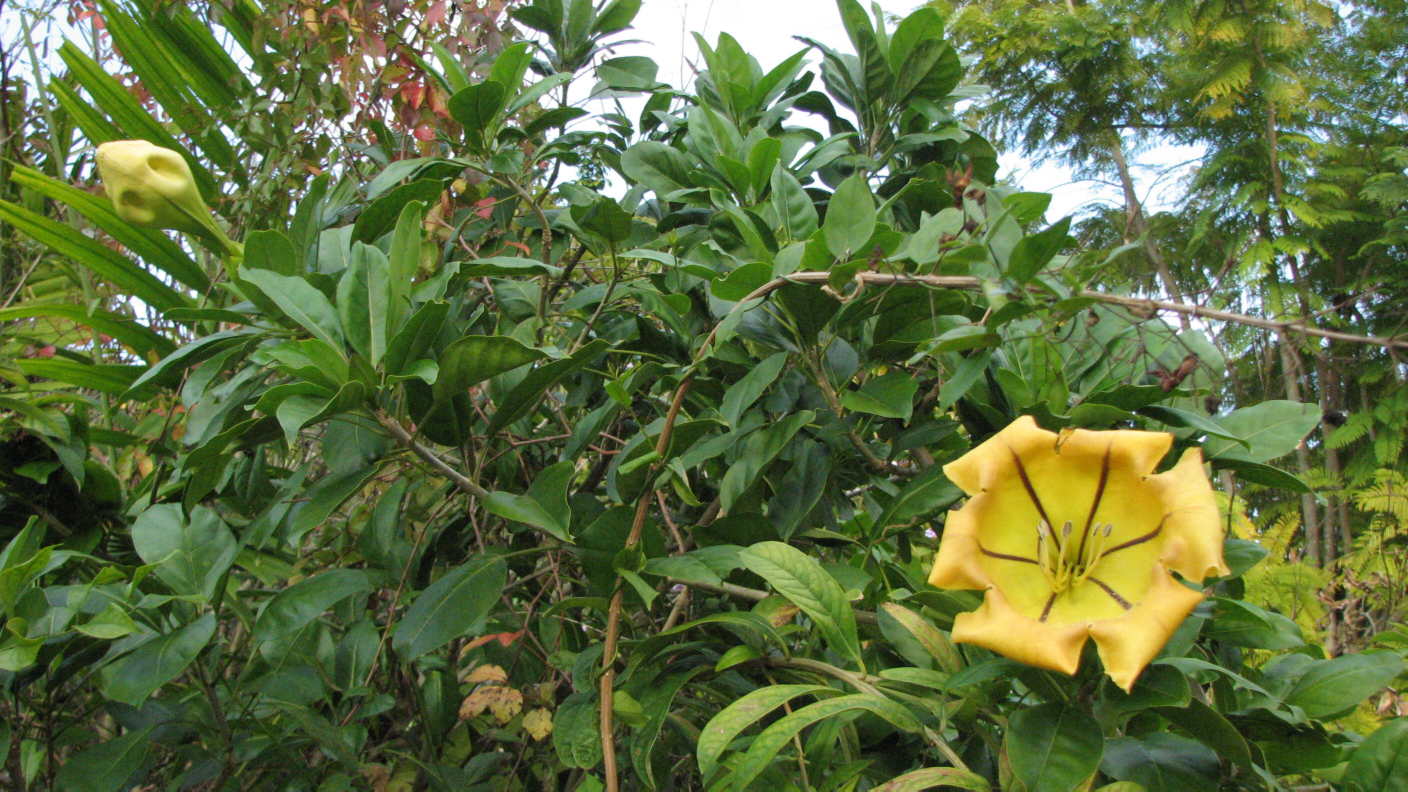 Plantas e Flores: Solandra