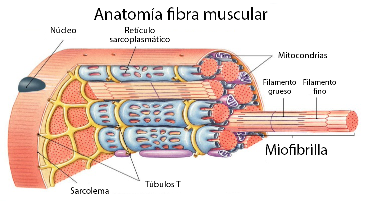 Sistemas Biofisicos Mecanicos : Resistencia y estructura de los ...