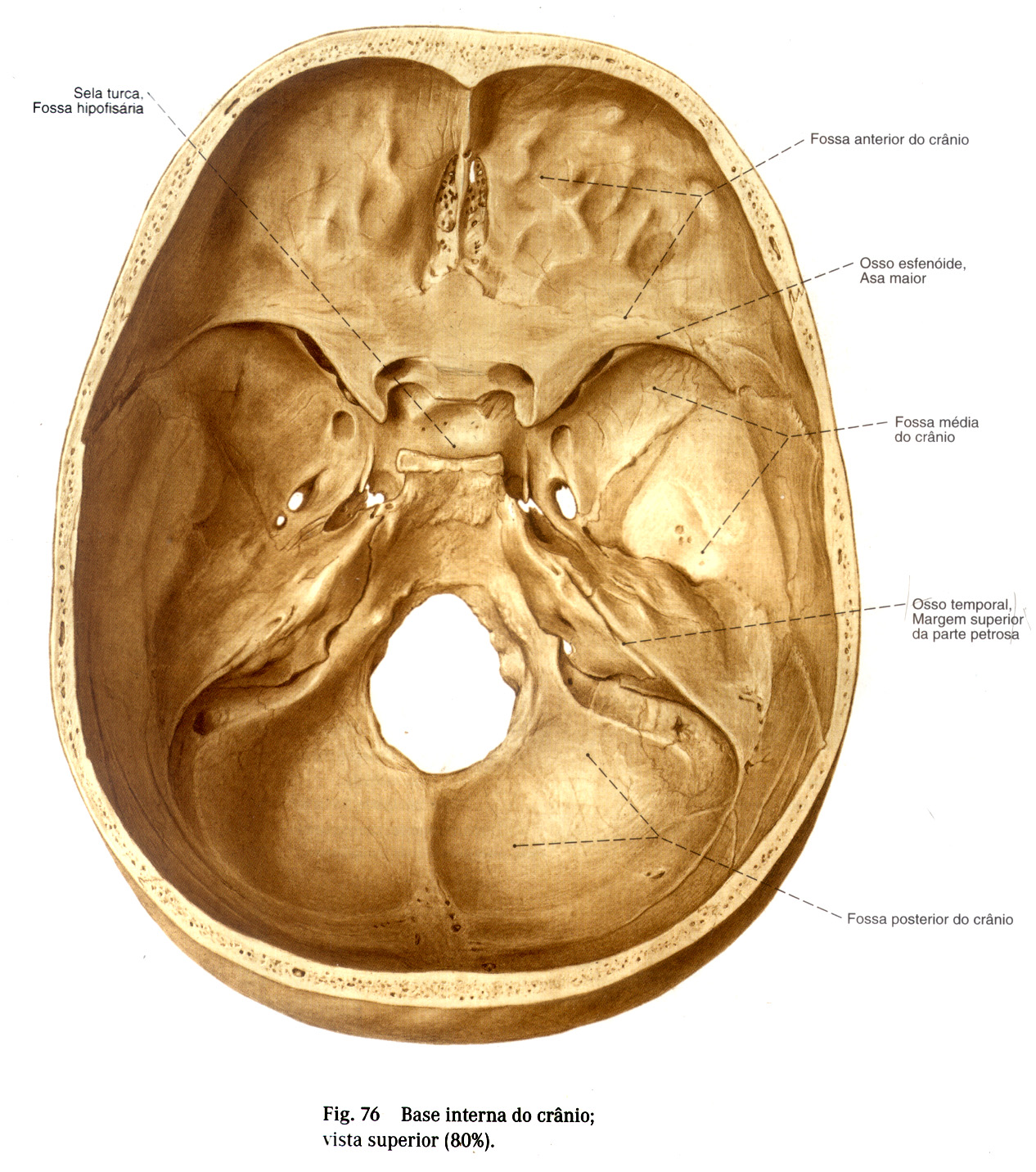 Parte Basilar Do Osso Occipital - FDPLEARN