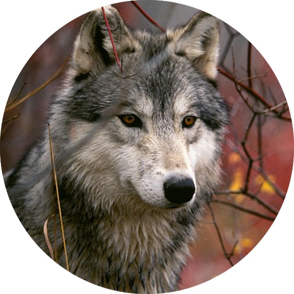 Res Obscura: Happy Lupercalia