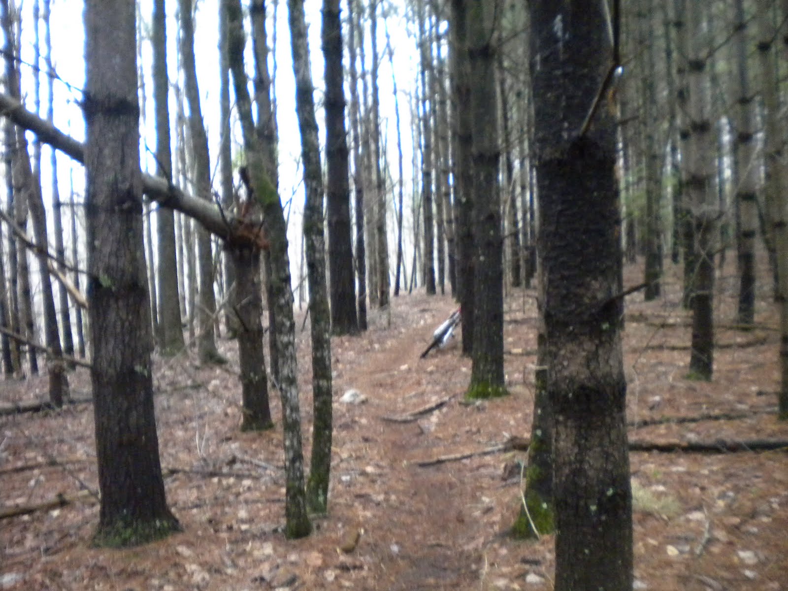 Kansas City Rasta Rider: Issaqueena Forest in pictures and captions.