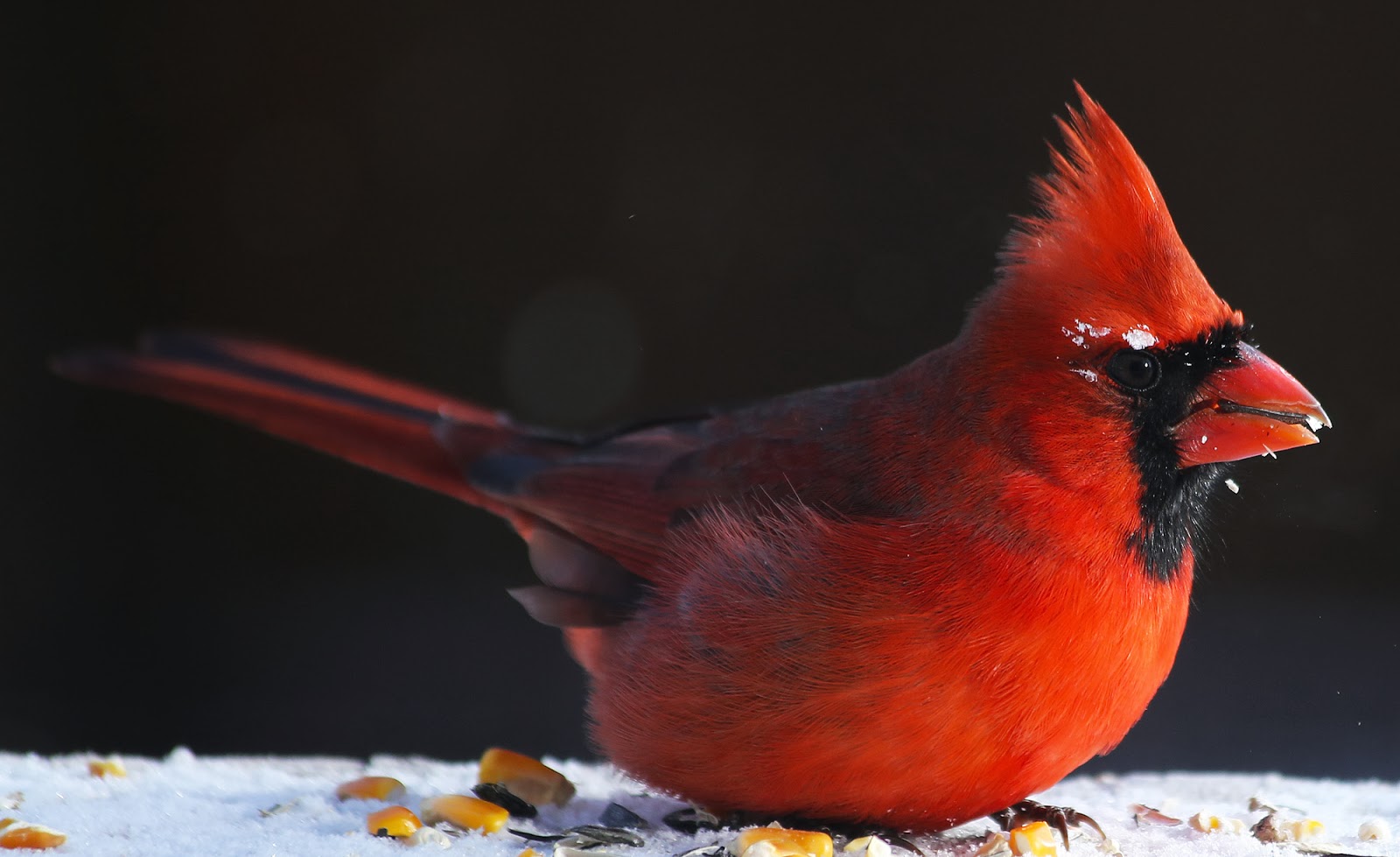All of Nature: Cardinals and Blue Jays Have Frosty Eyes at 22 Degrees ...