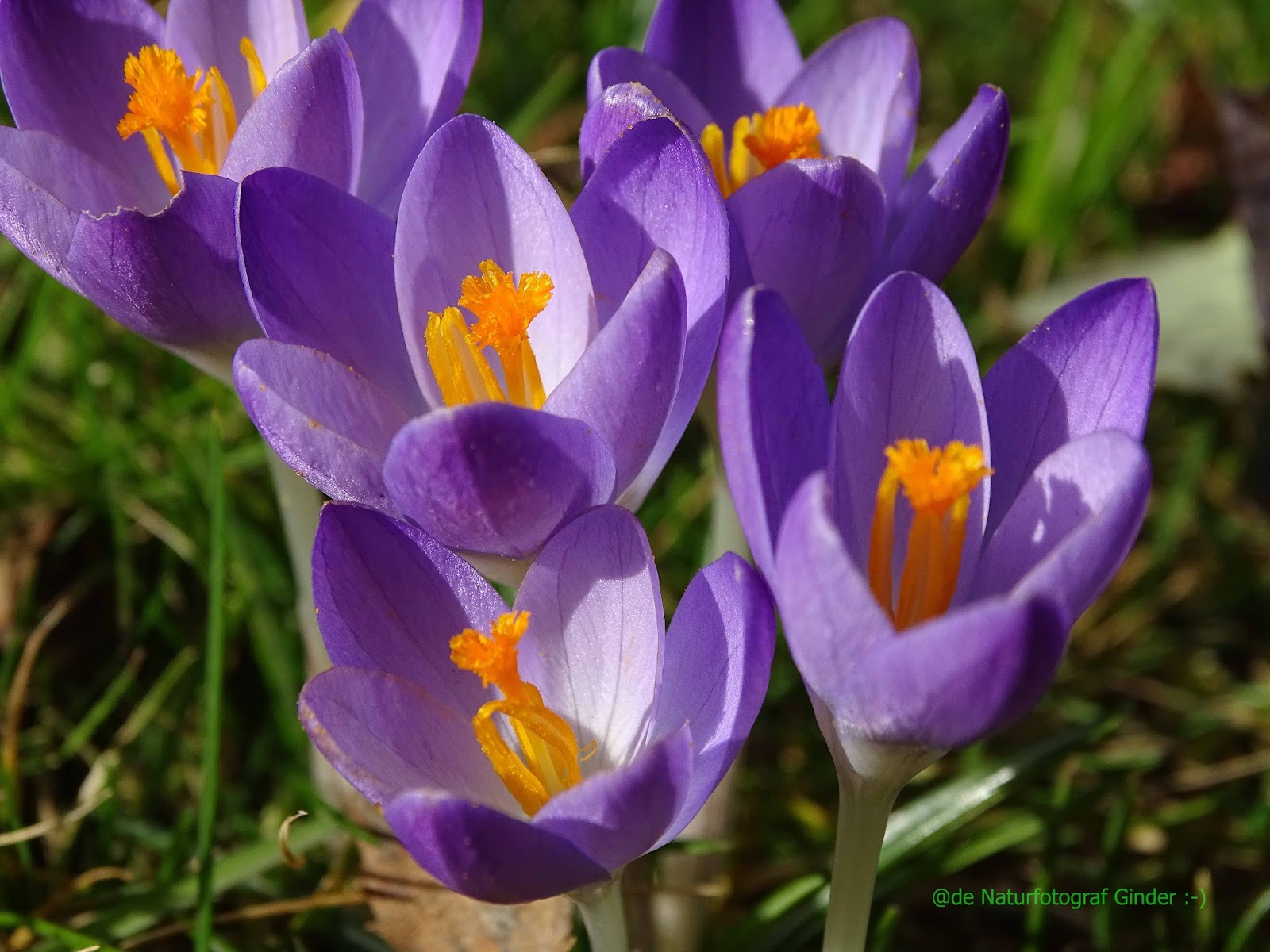 Wunder der Natur, Natur-Aufnahmen von Günter Fischer: Krokuse Bild 1