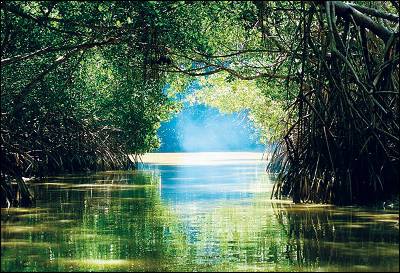 No tan distintos...: ¿Qué es un manglar y por qué son importantes?