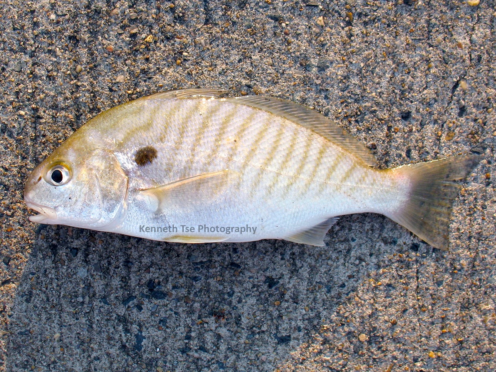 MuskieBait Adventures: Lifelist