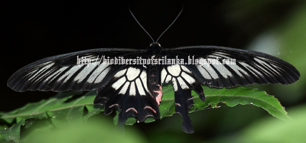Biodiversity of Sri Lanka: Ceylon Rose/Sri Lankan Rose (Pachliopta jophon)