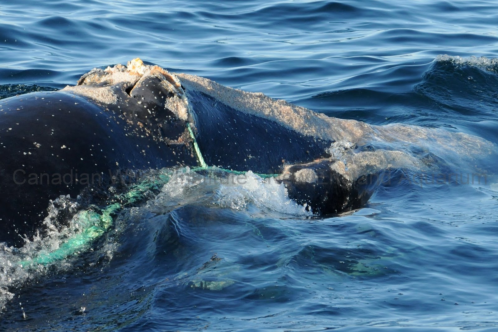 Right Whale Research Blog