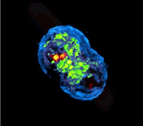 HISTO-EMBRIOLOGIA: CELULA ANIMAL