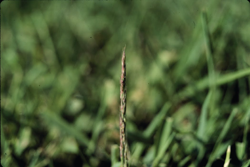 iaTURF: NIMBLEWILL CONTROL IN KENTUCKY BLUEGRASS TURF