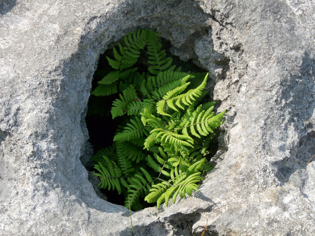 Hutton Roof's Special Ferns and More: Gymnocarpium robertianum ...