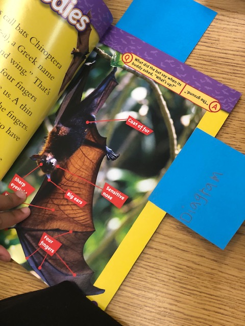 Primary Graffiti: Informational Writing