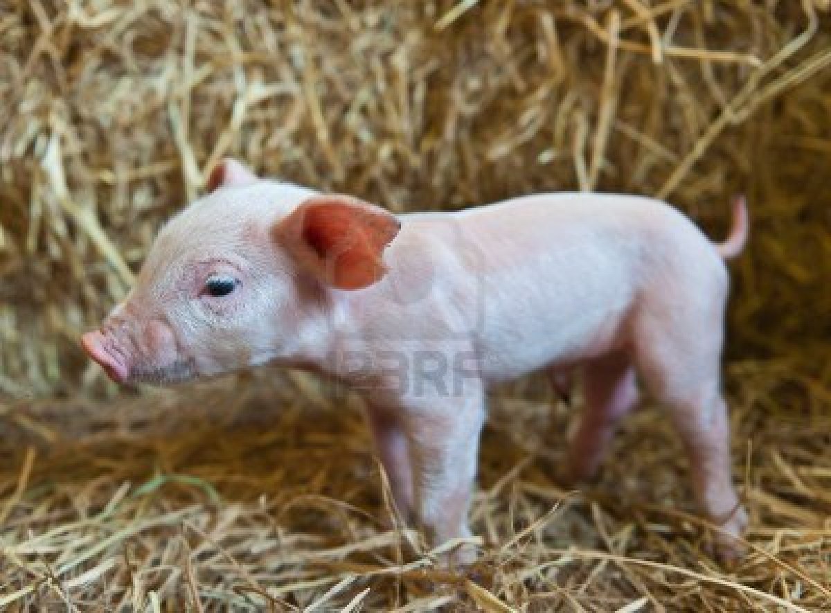 CUENTOS DIVERTIDOS,INFANTILES Y CORTOS!!!!: EL BEBE CERDITO...