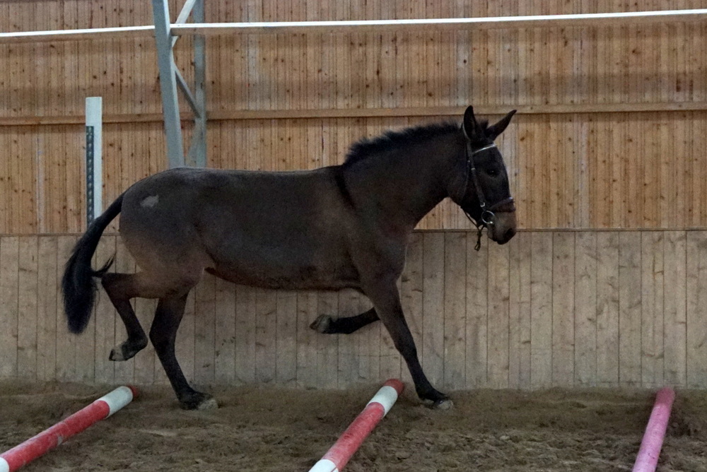 Muuliprojekti: Management by Perkele