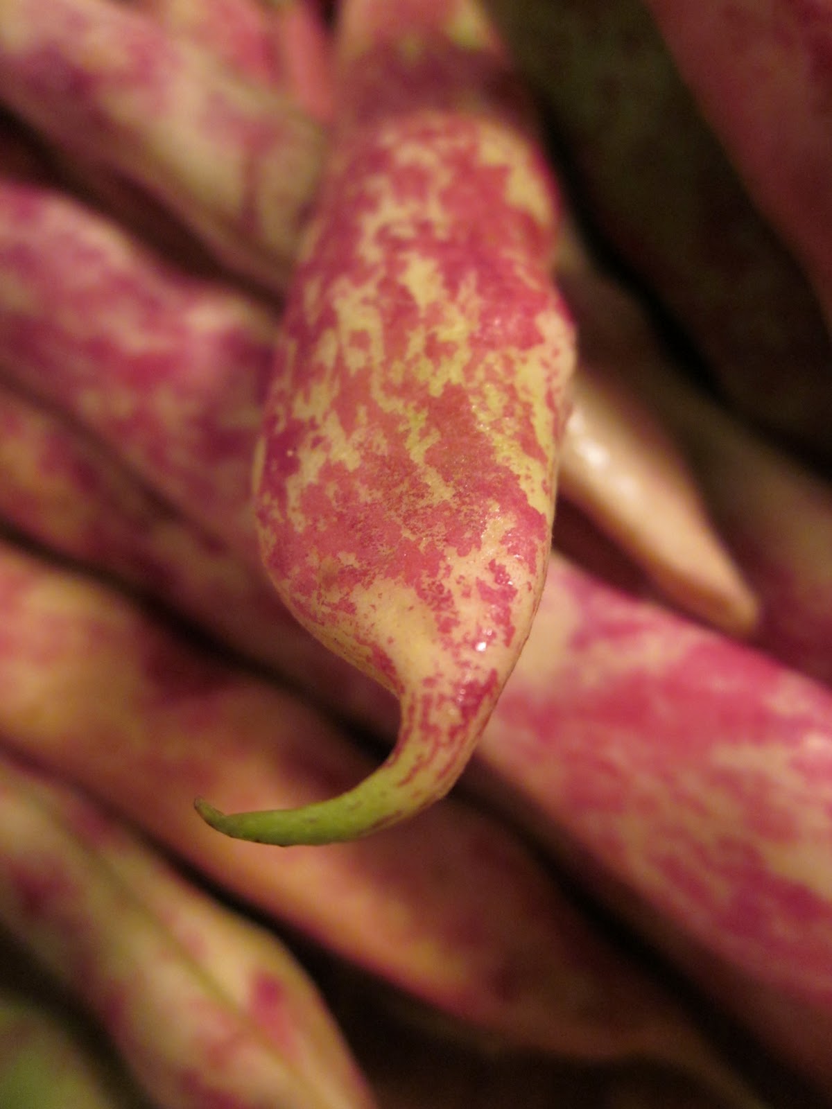Tongue of Fire Shelling Beans