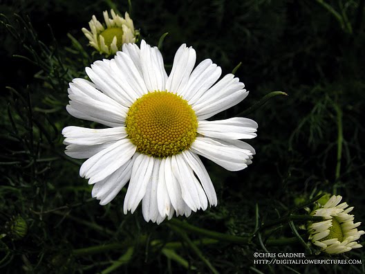 Digital Flower Pictures.com: Wild Irish Daisy
