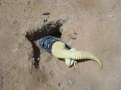 doubleREDapples: BIZARRE Rice Cooking : Dhab Briyani (lizard)