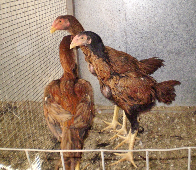 KING GHAZI: Indian Asil