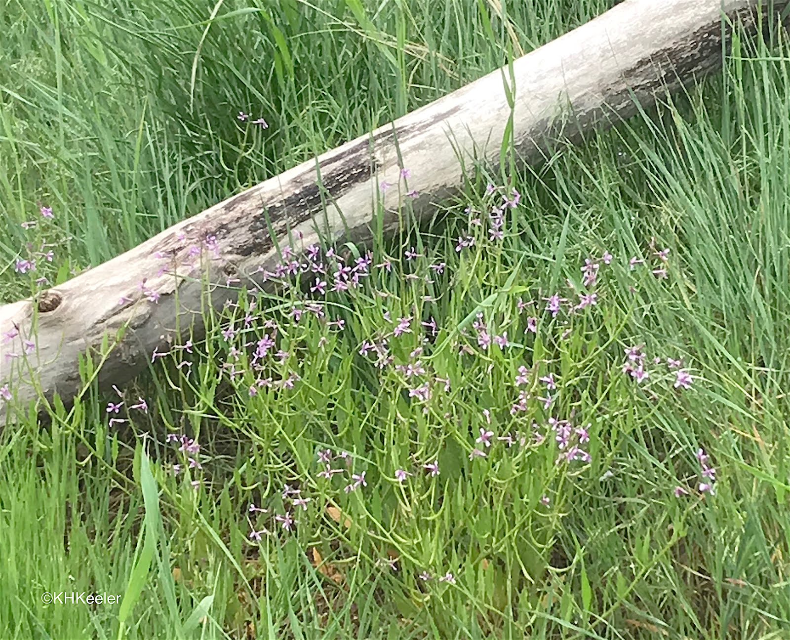 A Wandering Botanist: Plant Story--Blue Mustard, Chorispora tenella