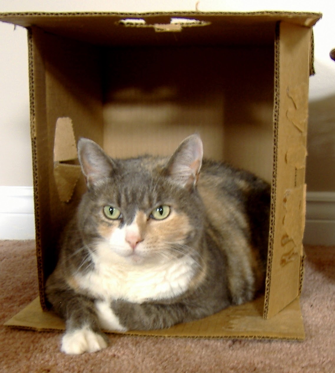 Pat's Cats: Farah: 1998? - November 19, 2014