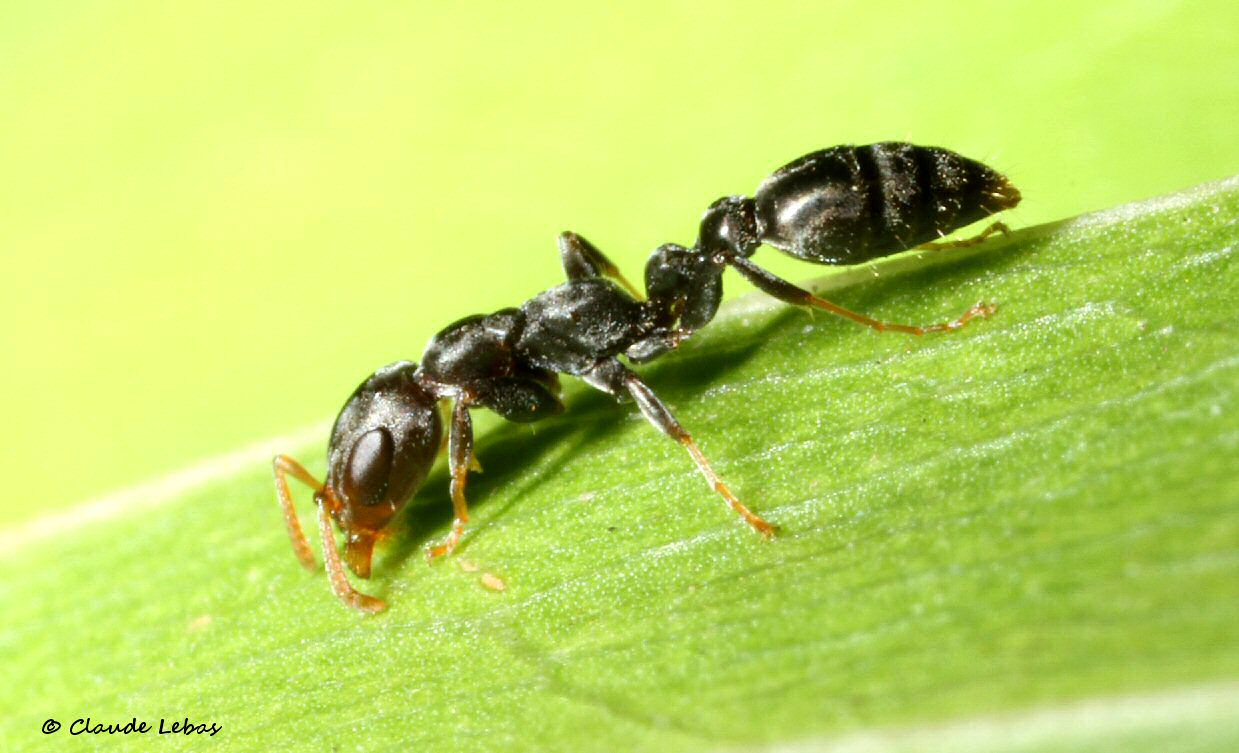 fourmis de Cuba- Hormigas de Cuba- Ants of Cuba: Pseudomyrmex cubaensis