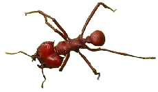FORMIGA SAÚVA (Atta spp.)
