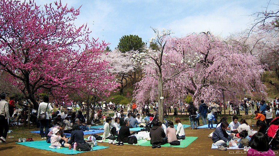 Hanami celebrations in Japanese culture | Luxyana