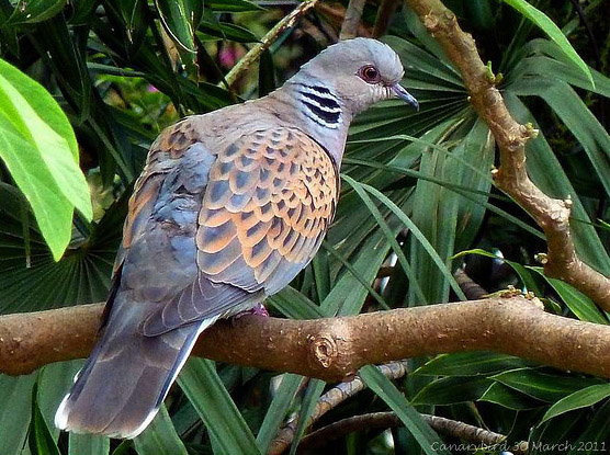 Mi Gran Canaria: PALOMAR, CUEVAS DEL (INGENIO)